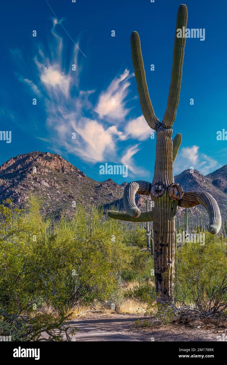 Sonoran desert sunrise landscape hi-res stock photography and images ...