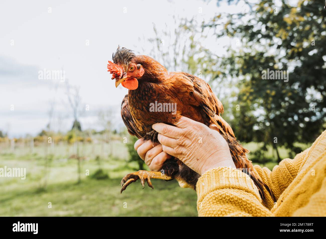 Unrecognizable farmer woman holding red chicken breed in her organic ...