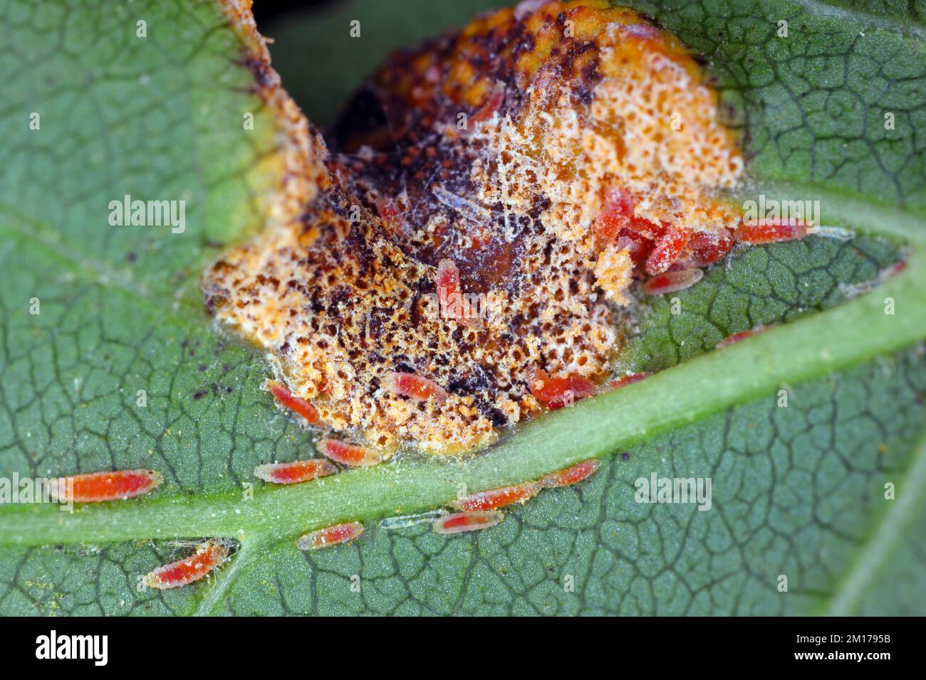 Larvae of Mycopdiplosis coniophaga feeding on aeciospores of Puccinia ...