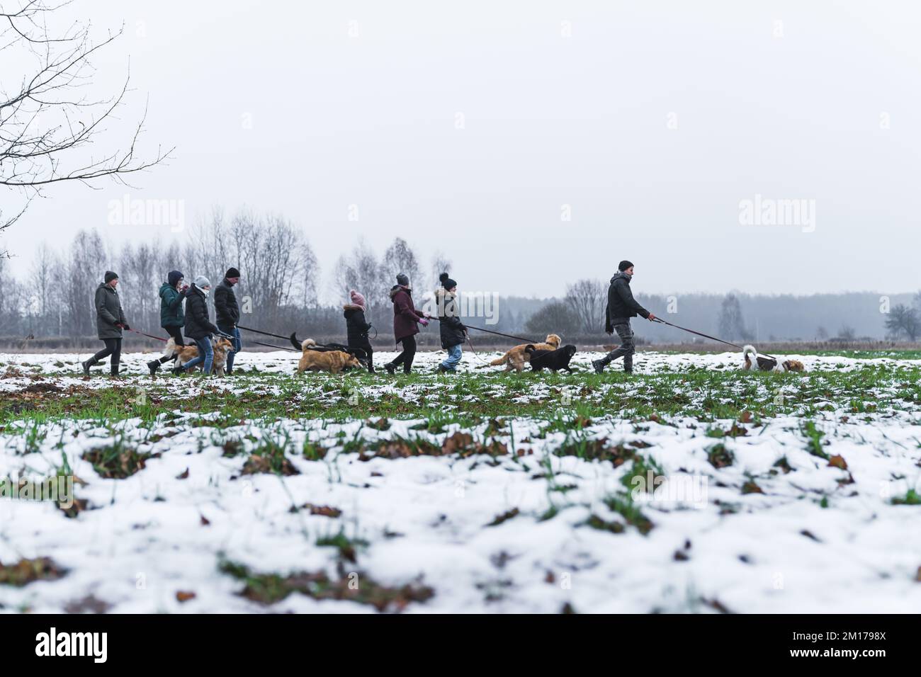 Group stray dogs hi-res stock photography and images - Alamy