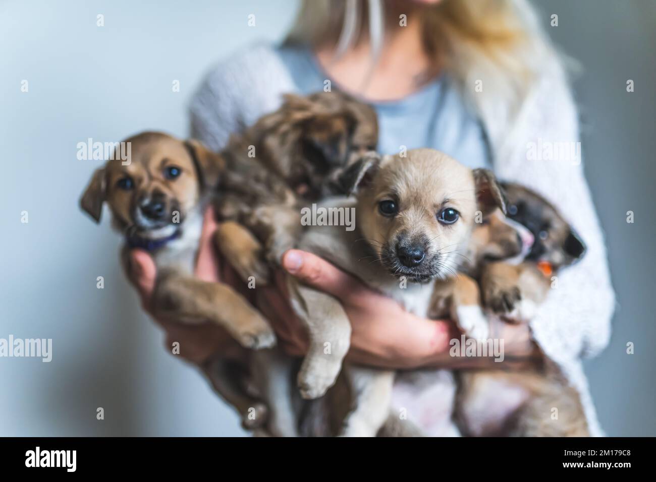 Group cute mixed breed puppies hi-res stock photography and images - Alamy