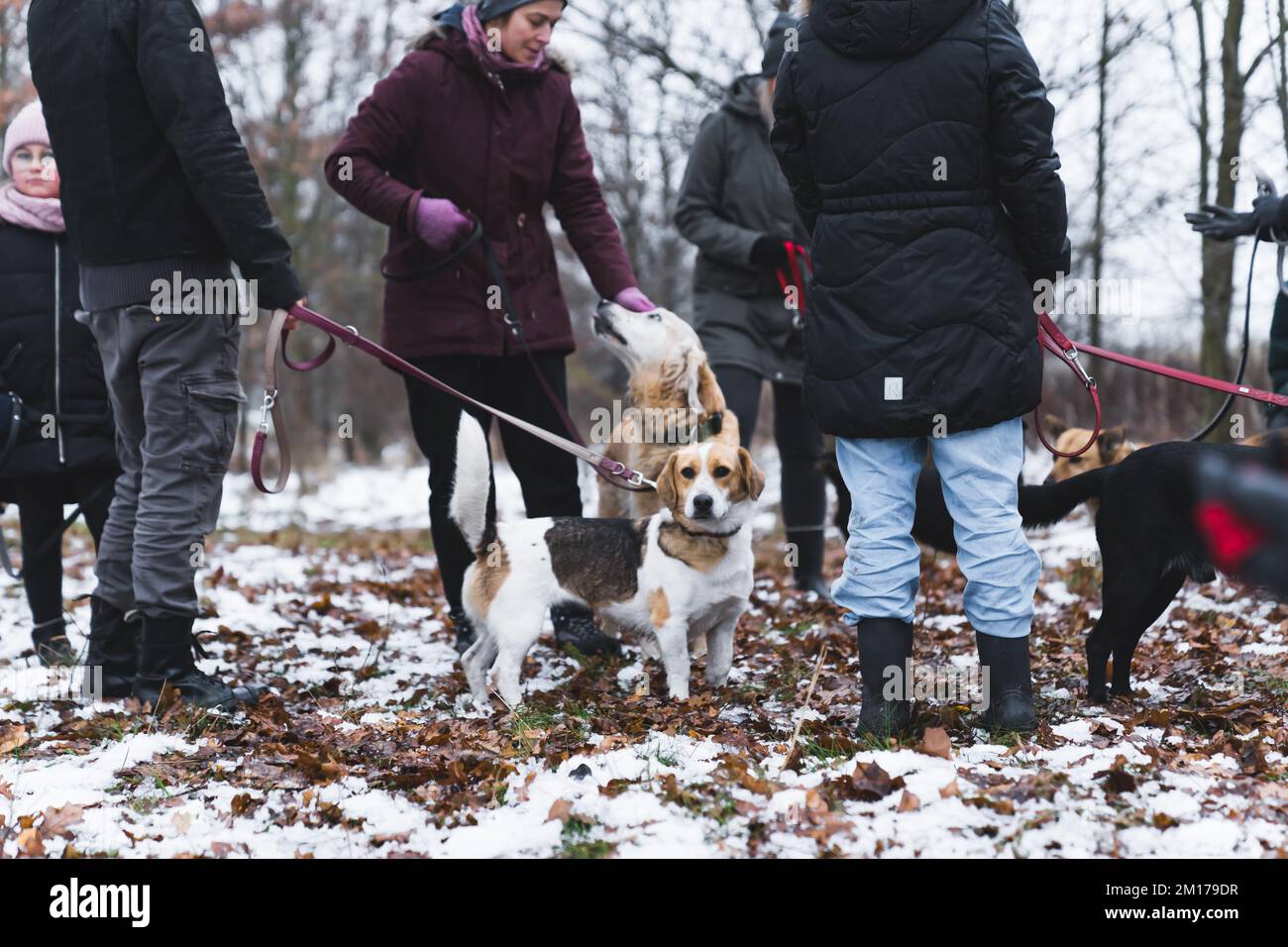 Group of volunteers walking stray dogs from the animal shelter. High ...