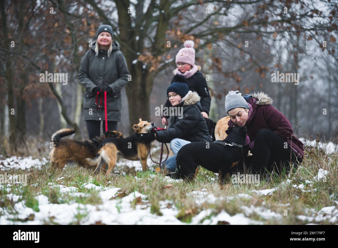 People walking and playing with dogs from the animal shelter. High ...