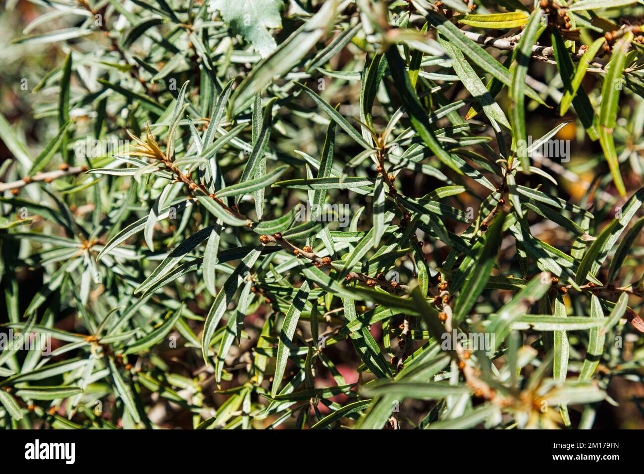 Beautiful leaves of a green shrub Stock Photo - Alamy