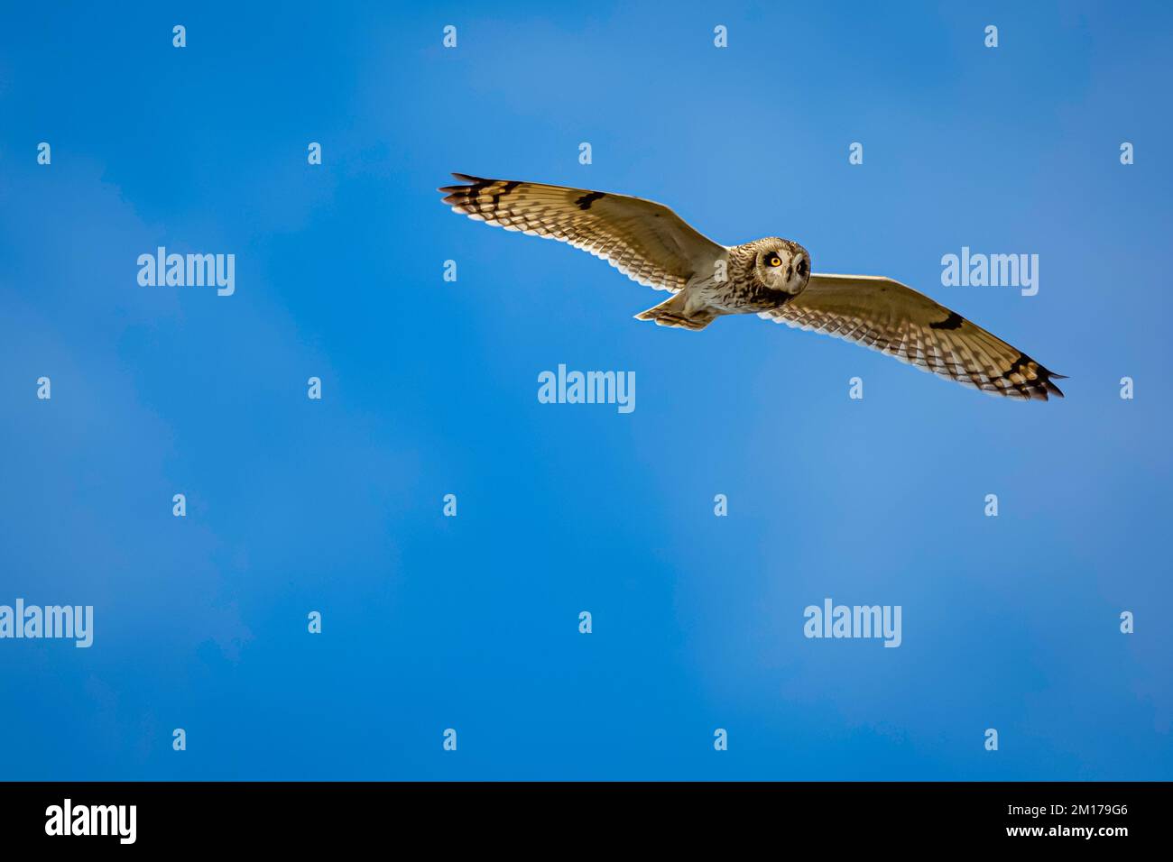 A Short Eared Owl Flying in the sky Stock Photo - Alamy