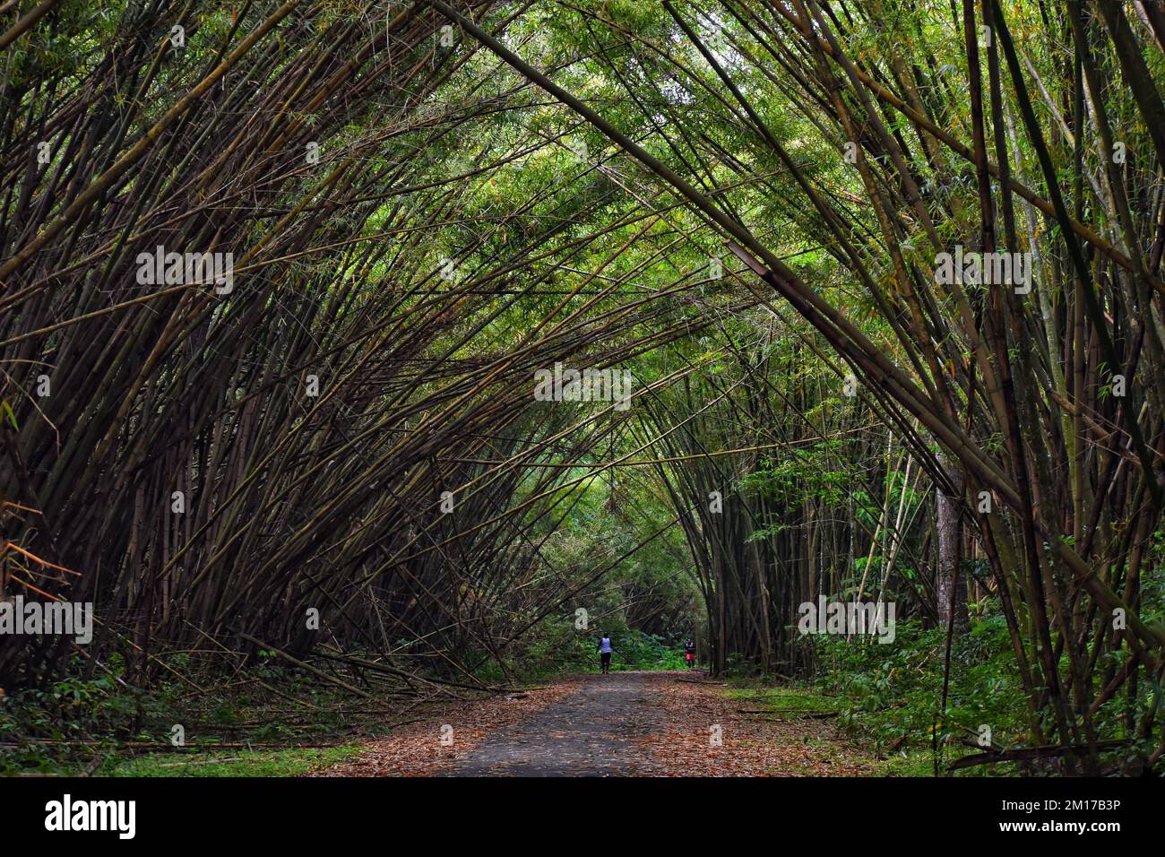 Bamboo cathedral trinidad hi-res stock photography and images - Alamy