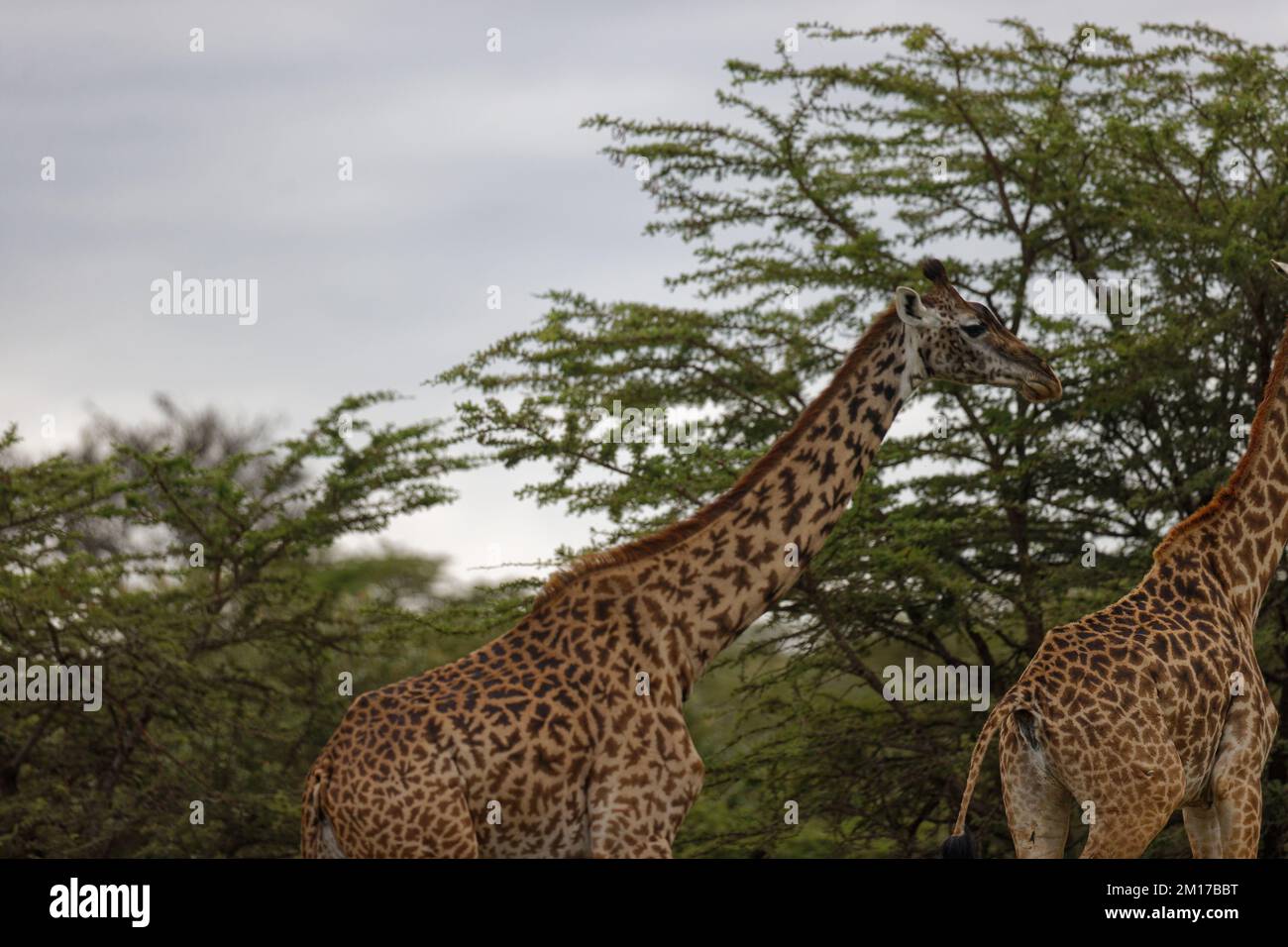Two giraffes walking in the Masai Mara on a gloomy day, Kenya Stock ...