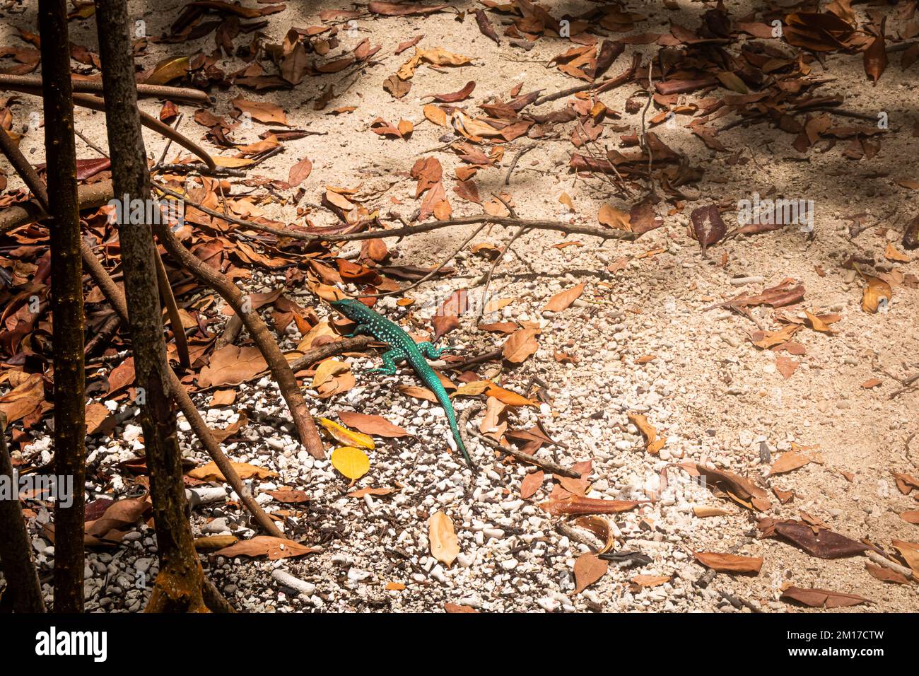 Aruba whiptail hi-res stock photography and images - Alamy