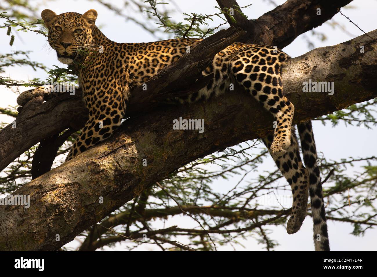 Leopard sitting in jungle hi-res stock photography and images - Alamy