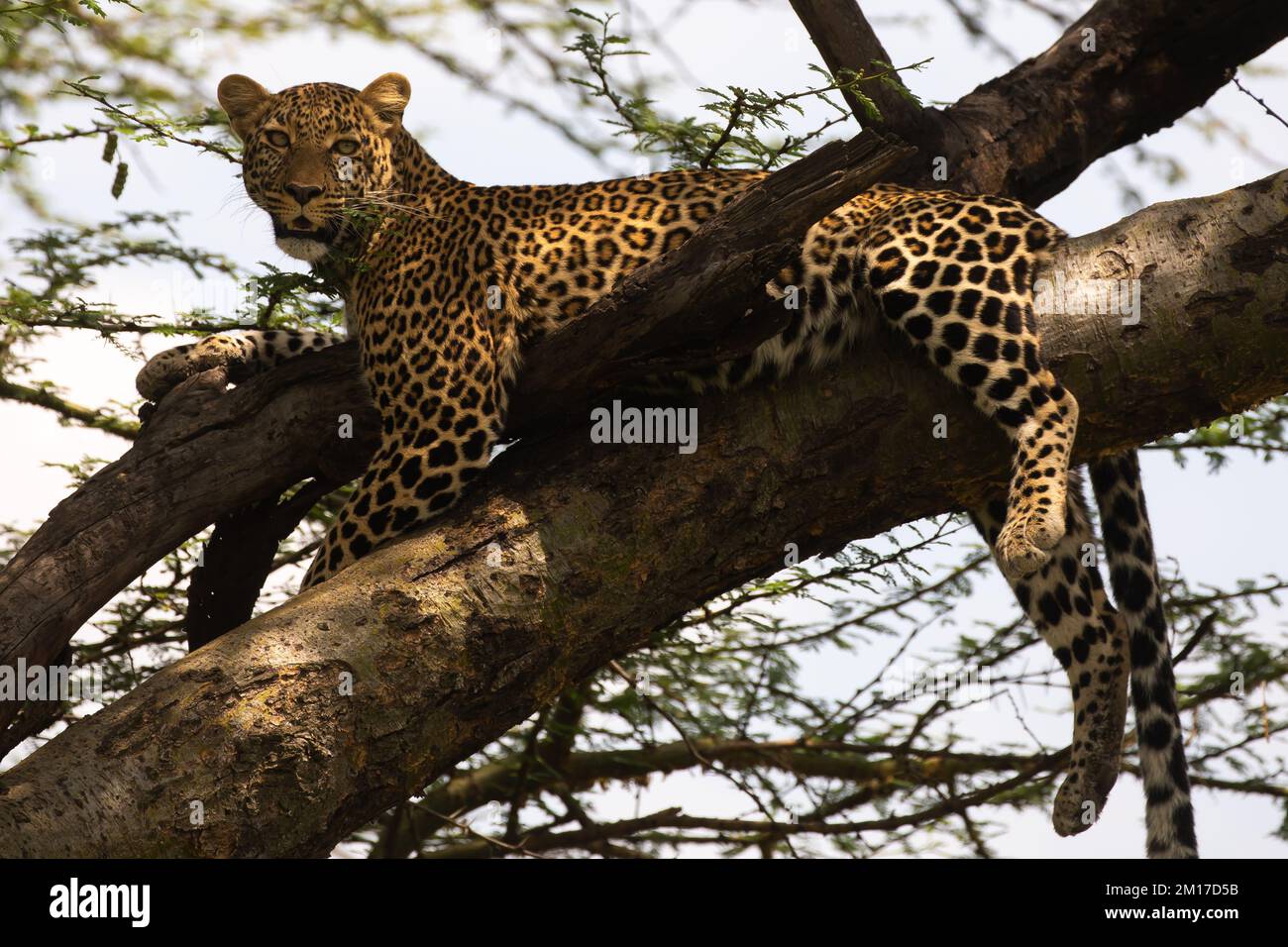 Leopard sitting in jungle hi-res stock photography and images - Alamy