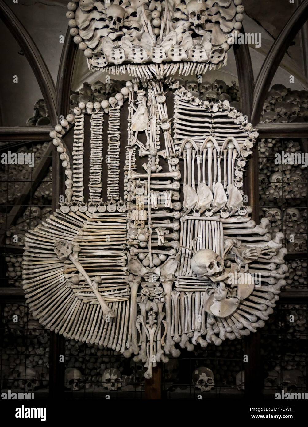 Still life skulls bones hi-res stock photography and images - Alamy