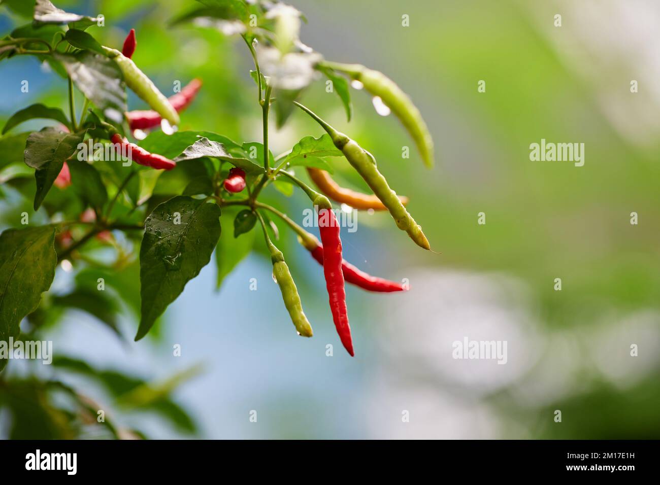 Fresh red chili peppers on tree branch Stock Photo - Alamy