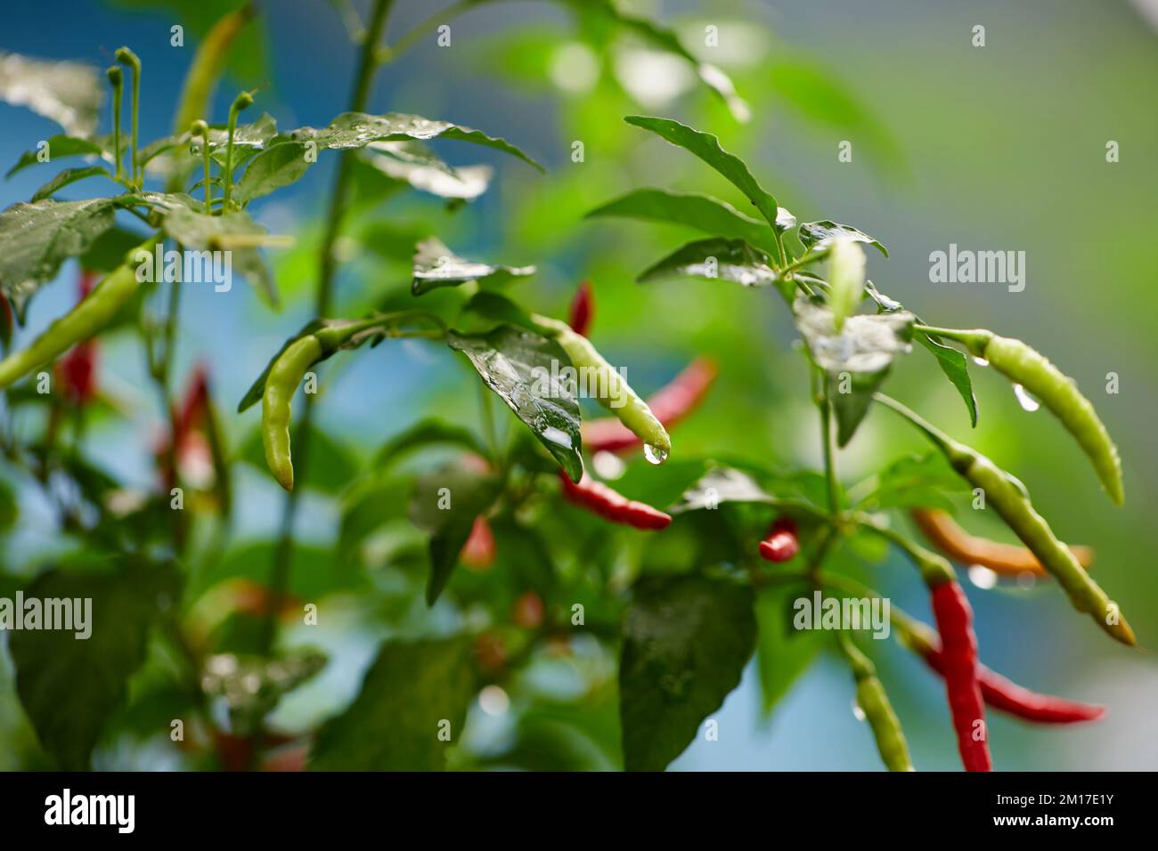 Fresh red chili peppers on tree branch Stock Photo - Alamy