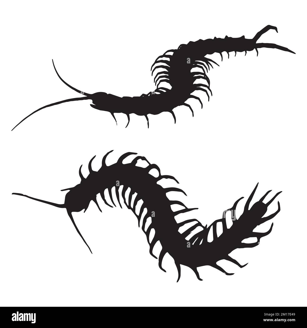Chilopoda Stock Vector Images - Alamy