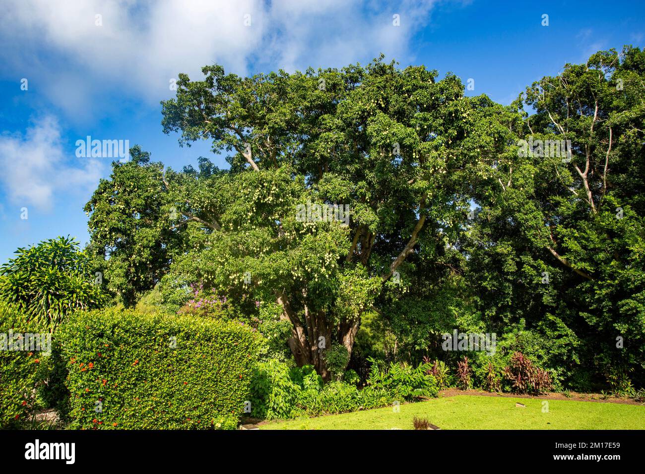 View of an enormous mature mango tree, Mangifera indica, full of ...