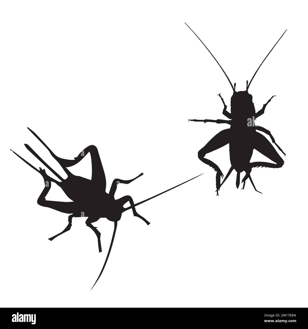 Cricket insect farm Stock Vector Images - Alamy