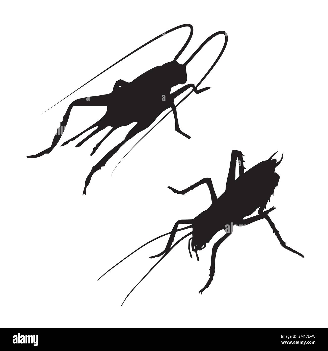 Cricket insect farm Stock Vector Images - Alamy