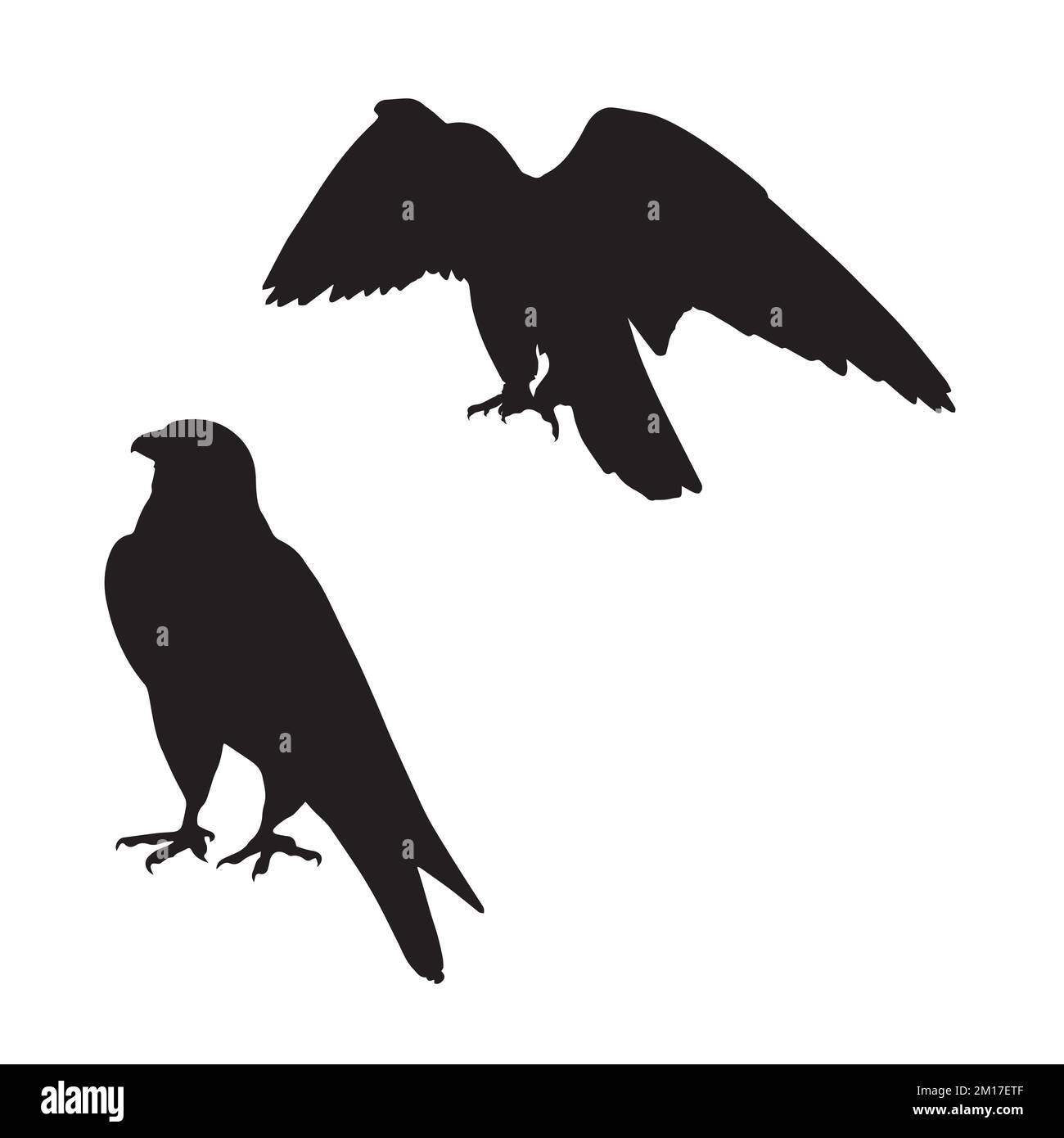 Peregrine falcon hunting bird Cut Out Stock Images & Pictures - Alamy