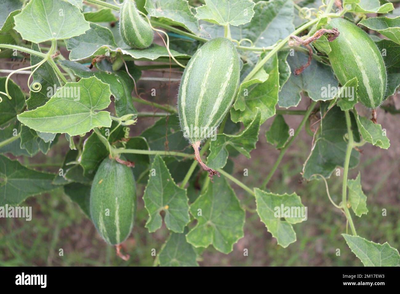 Pointed gourd field hi-res stock photography and images - Alamy