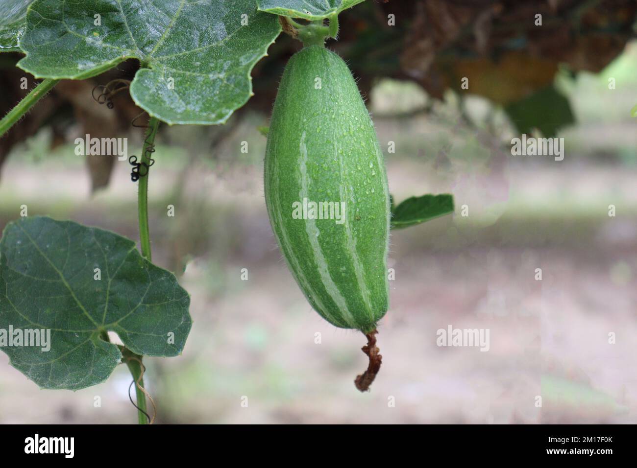 Pointed gourd field hi-res stock photography and images - Alamy