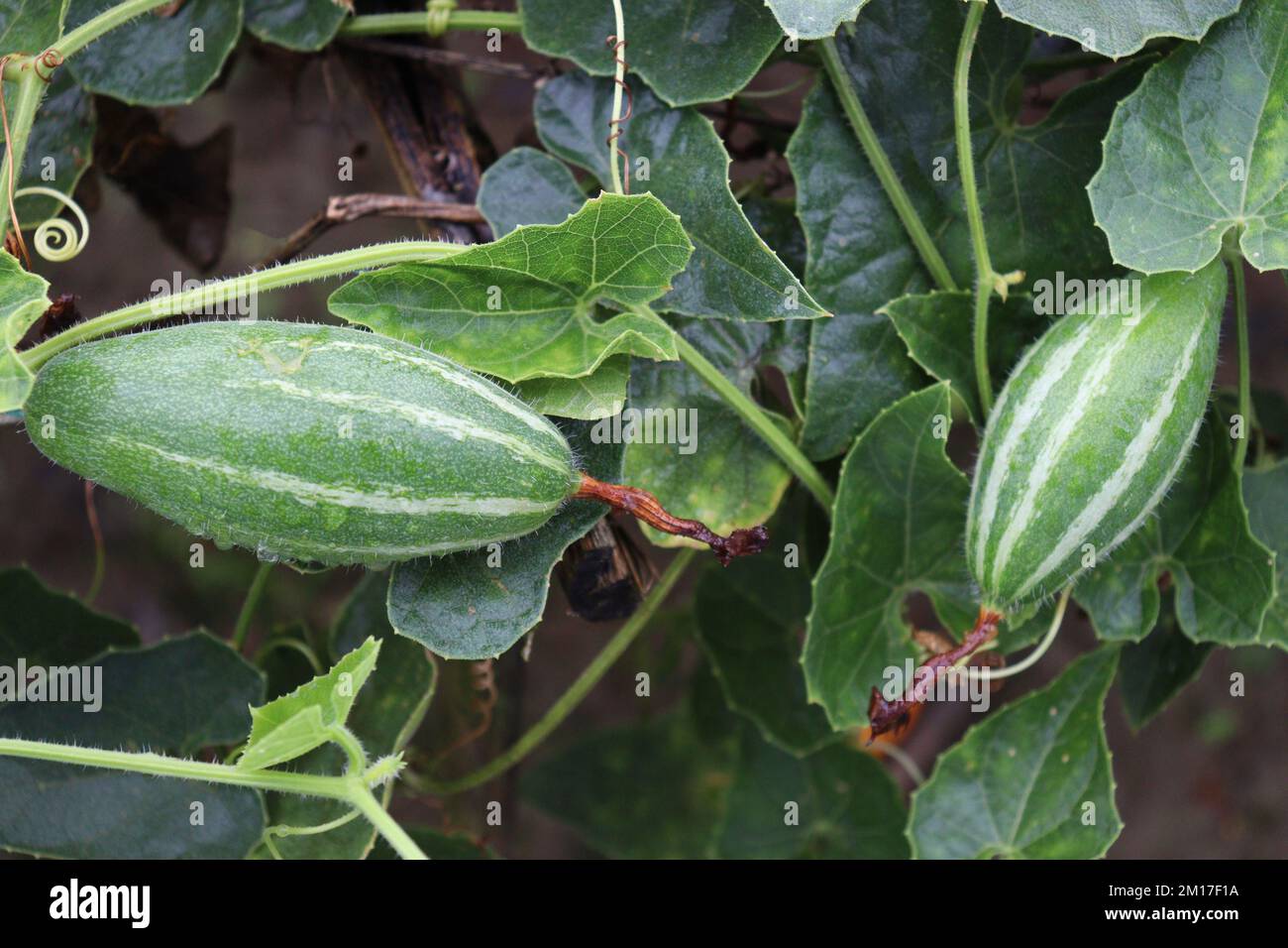 Pointed gourd bunch hi-res stock photography and images - Alamy