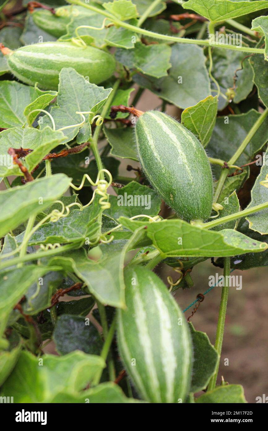 Pointed gourd bunch hi-res stock photography and images - Alamy