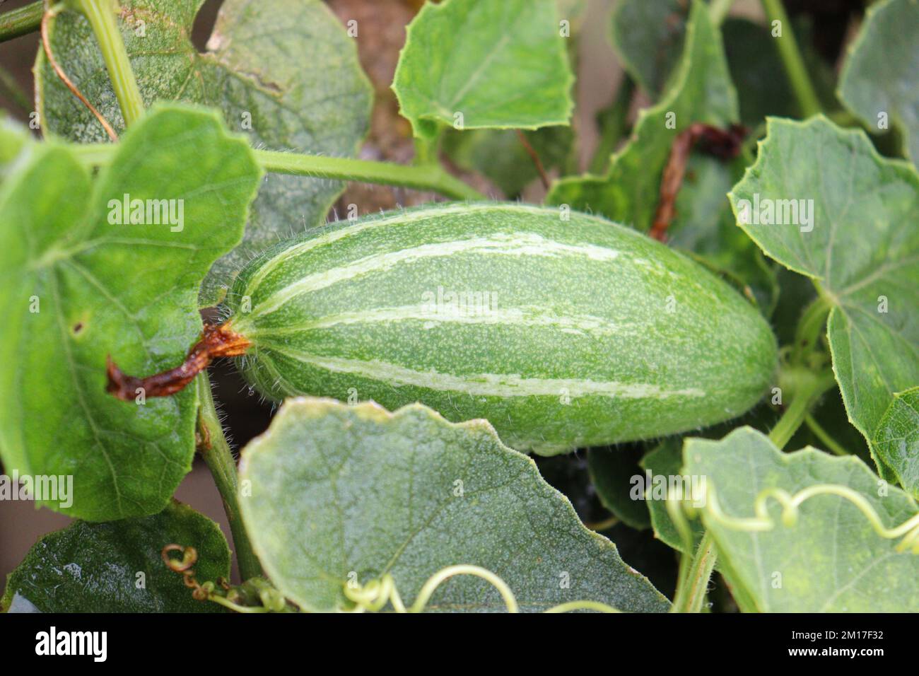 Pointed gourd bunch hi-res stock photography and images - Alamy
