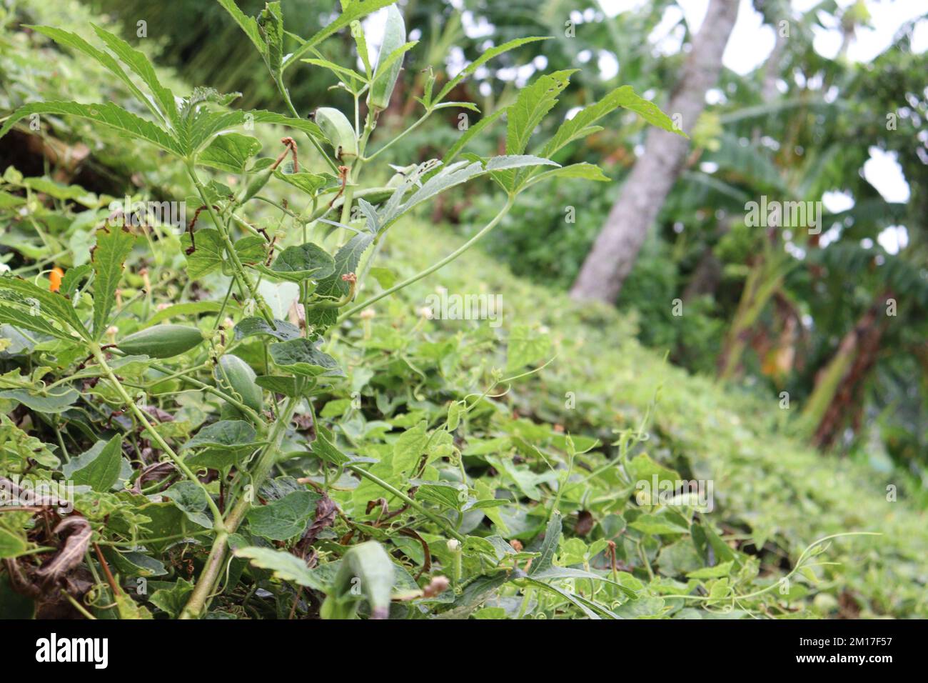 Pointed gourd field hi-res stock photography and images - Alamy