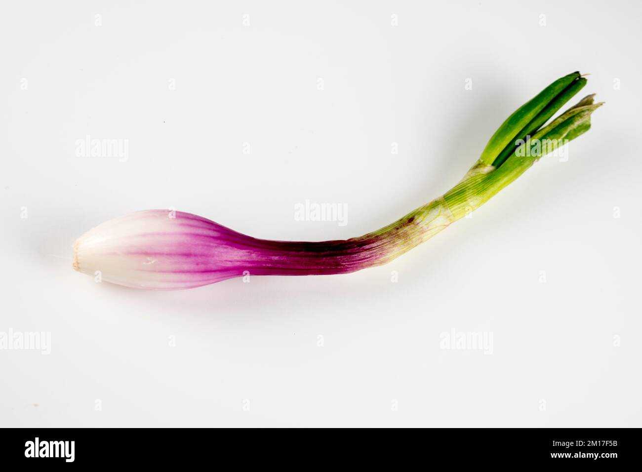 Uncooked spring onion hi-res stock photography and images - Alamy