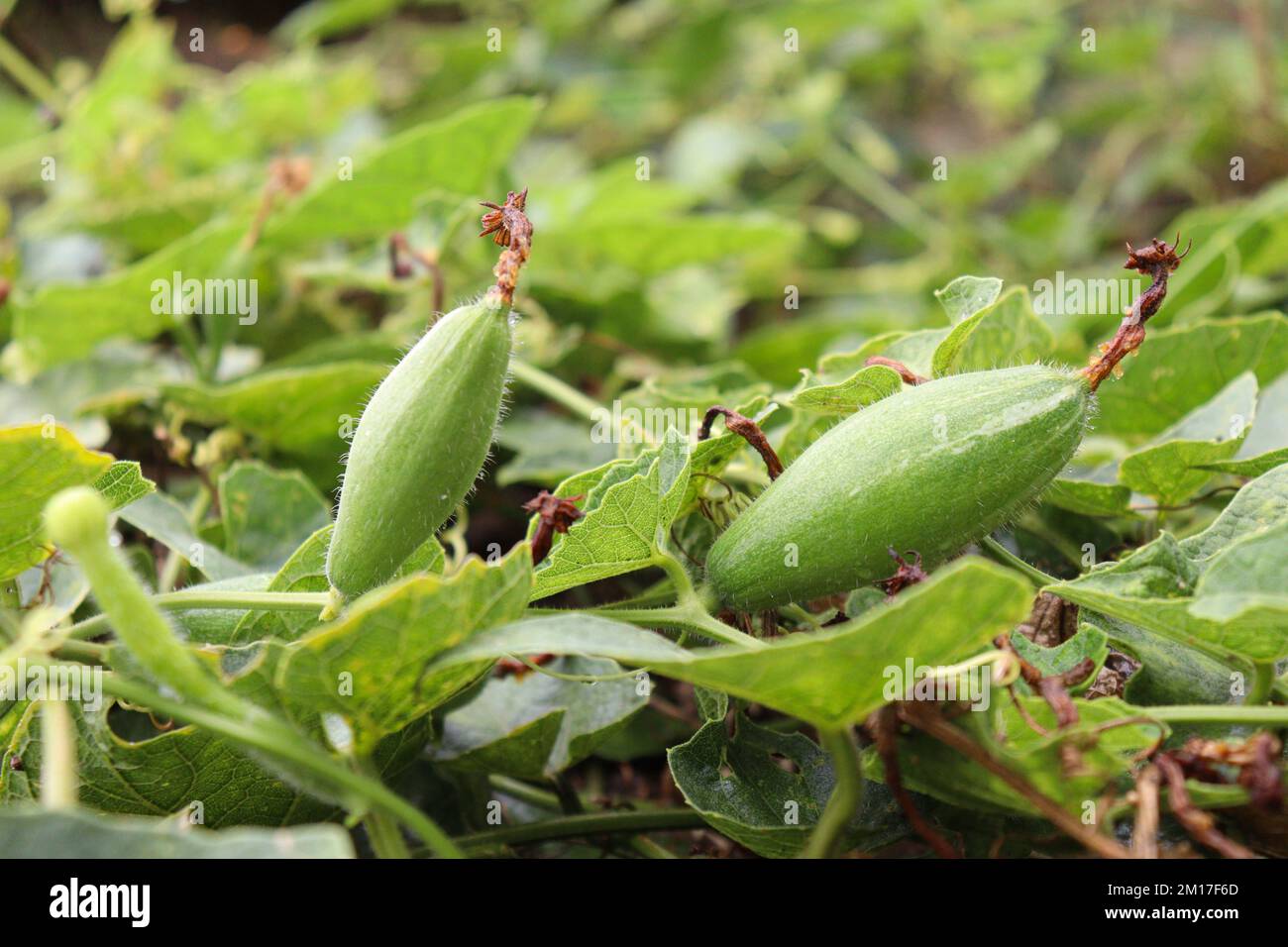 Pointed gourd field hi-res stock photography and images - Alamy