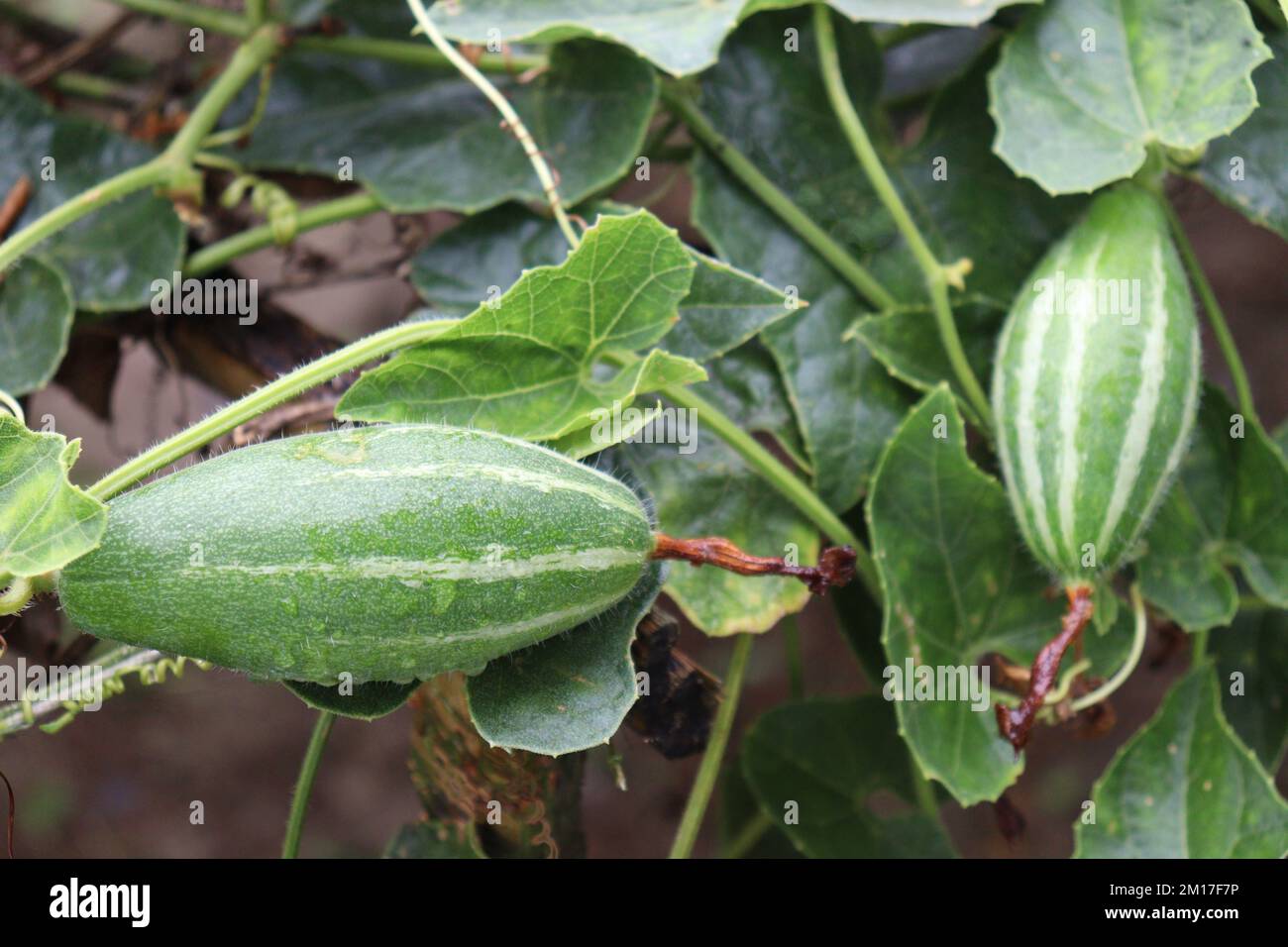 green colored pointed gourd on tree in farm for harvest Stock Photo - Alamy