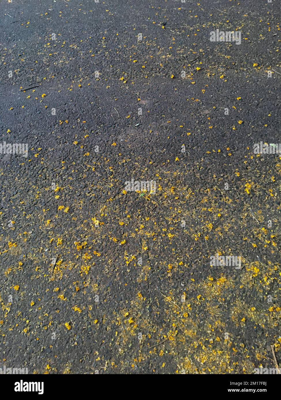 Gold yellow ground hi-res stock photography and images - Alamy