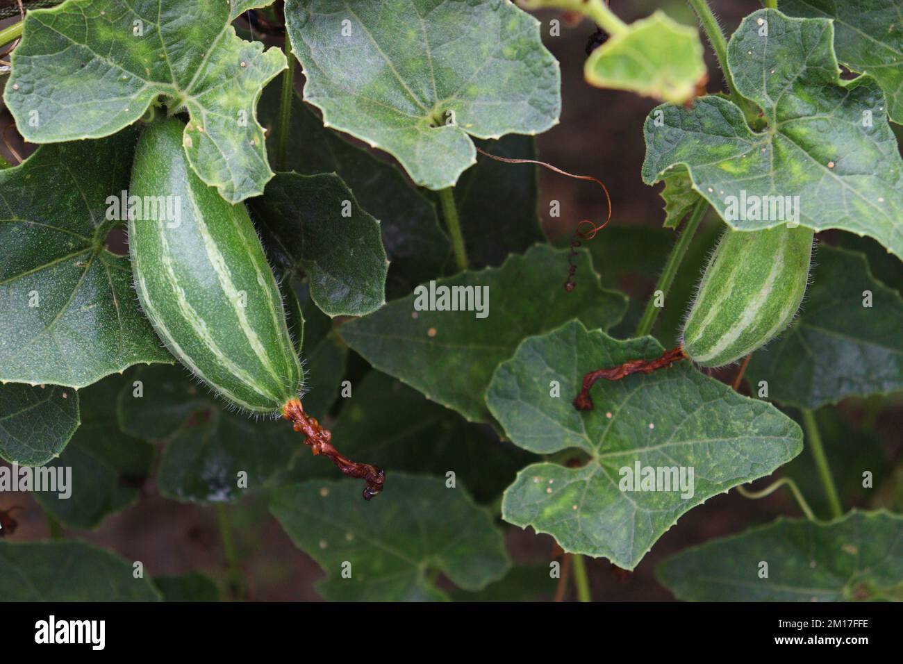 Pointed gourd bunch hi-res stock photography and images - Alamy