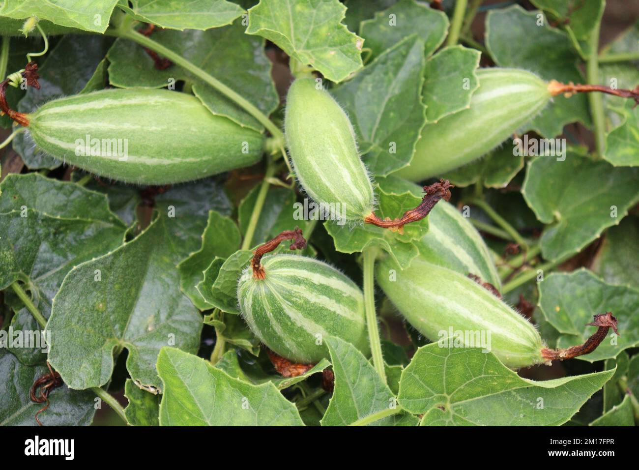 Pointed gourd field hi-res stock photography and images - Alamy