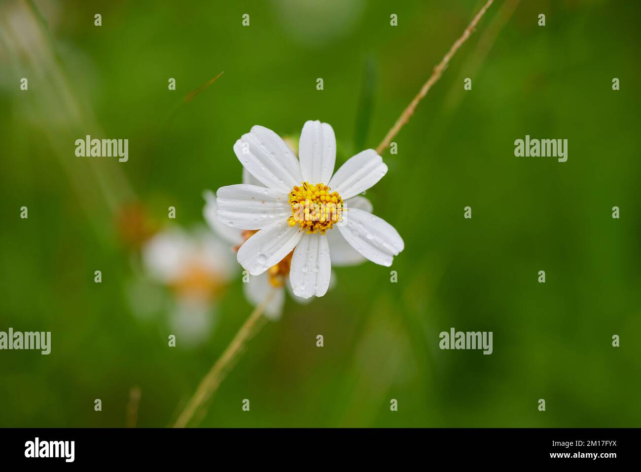 Close-up view of white daisy flower blooming in the forest Stock Photo ...