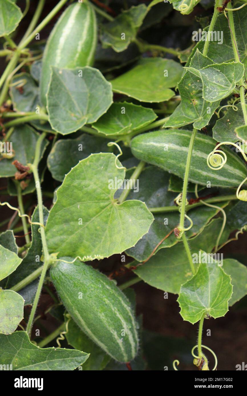 Pointed gourd bunch hi-res stock photography and images - Alamy