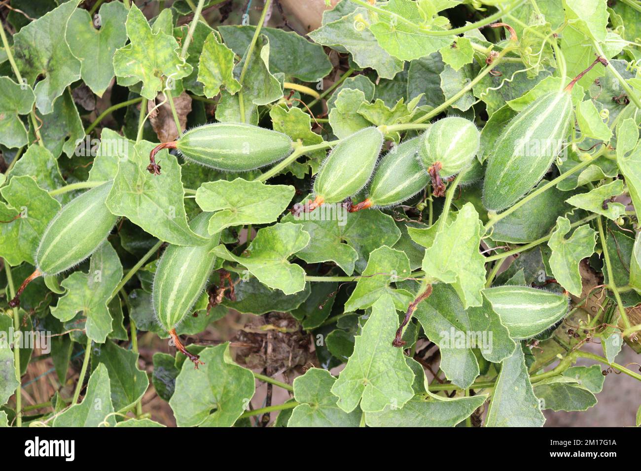 Pointed gourd bunch hi-res stock photography and images - Alamy
