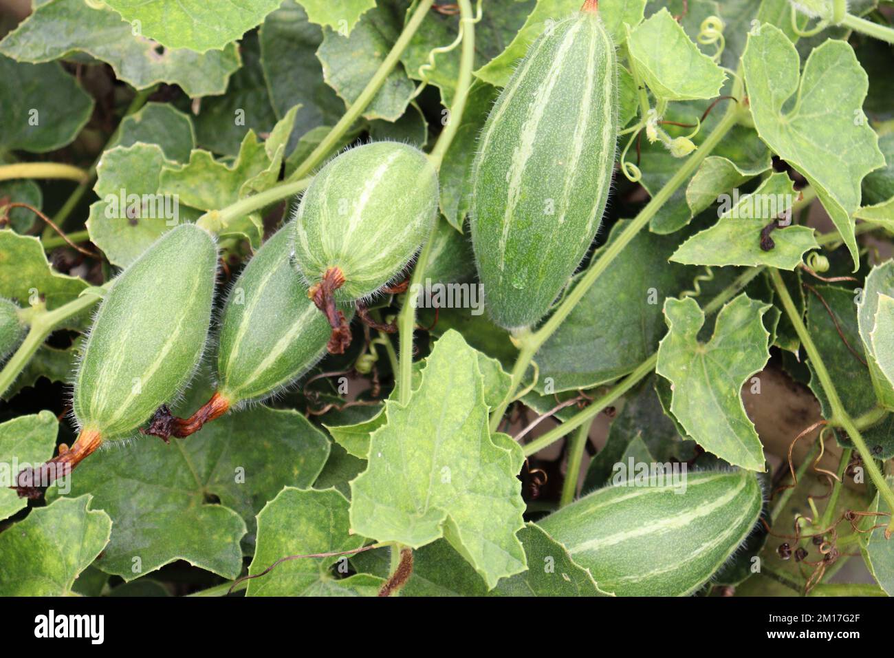 green colored pointed gourd on tree in farm for harvest Stock Photo - Alamy