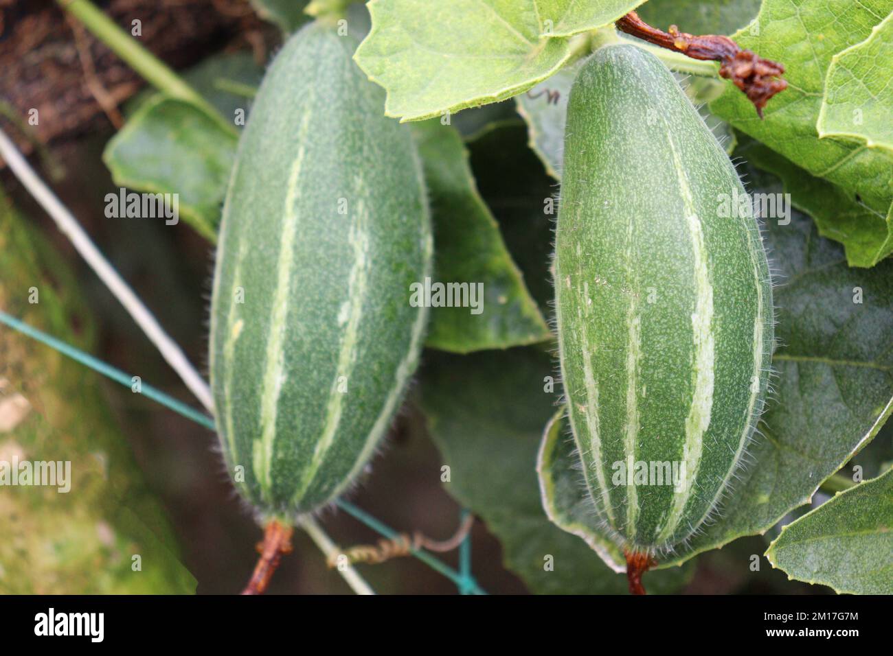 Pointed gourd field hi-res stock photography and images - Alamy