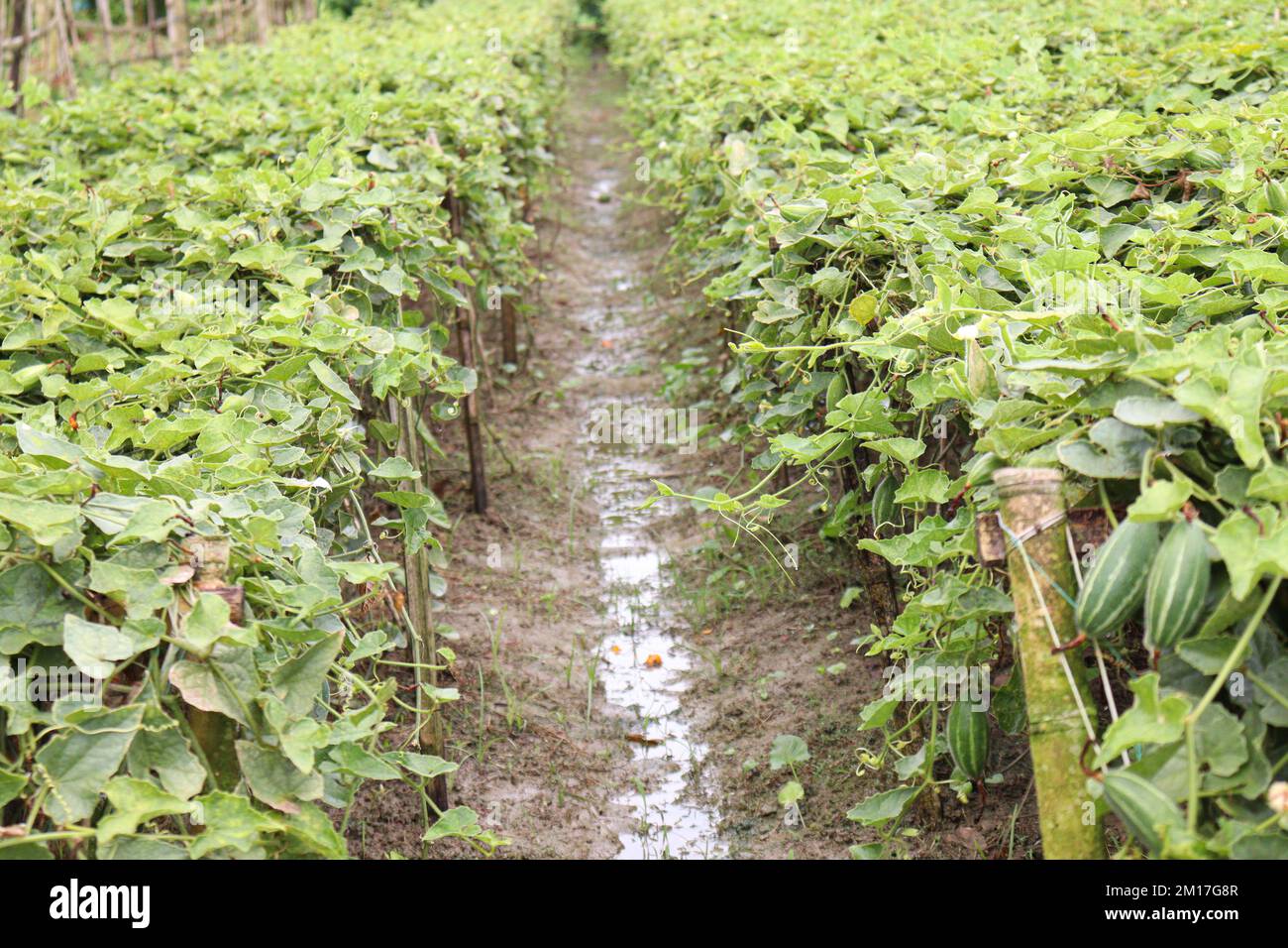 Pointed gourd field hi-res stock photography and images - Alamy