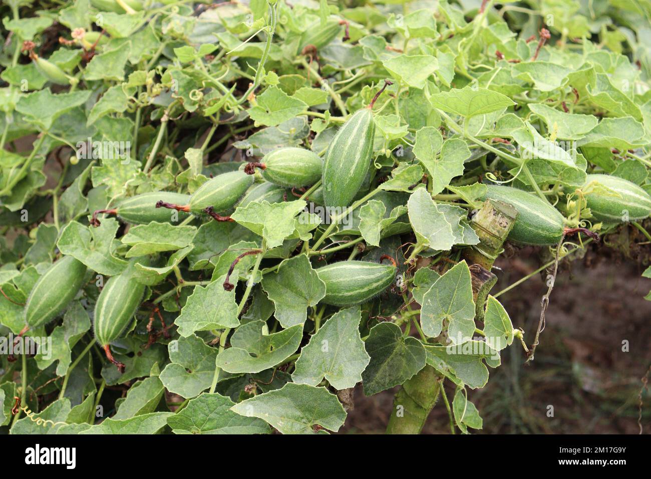 Pointed gourd bunch hi-res stock photography and images - Alamy