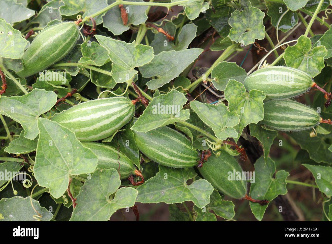 green colored pointed gourd on tree in farm for harvest Stock Photo - Alamy