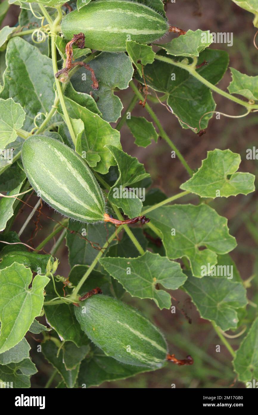 Pointed gourd field hi-res stock photography and images - Alamy
