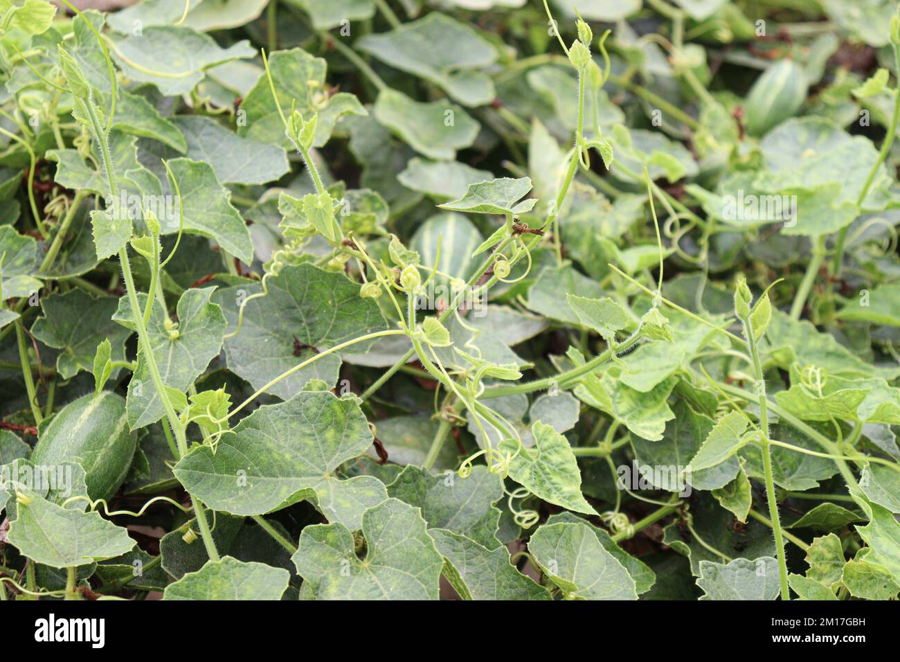 Pointed gourd field hi-res stock photography and images - Alamy