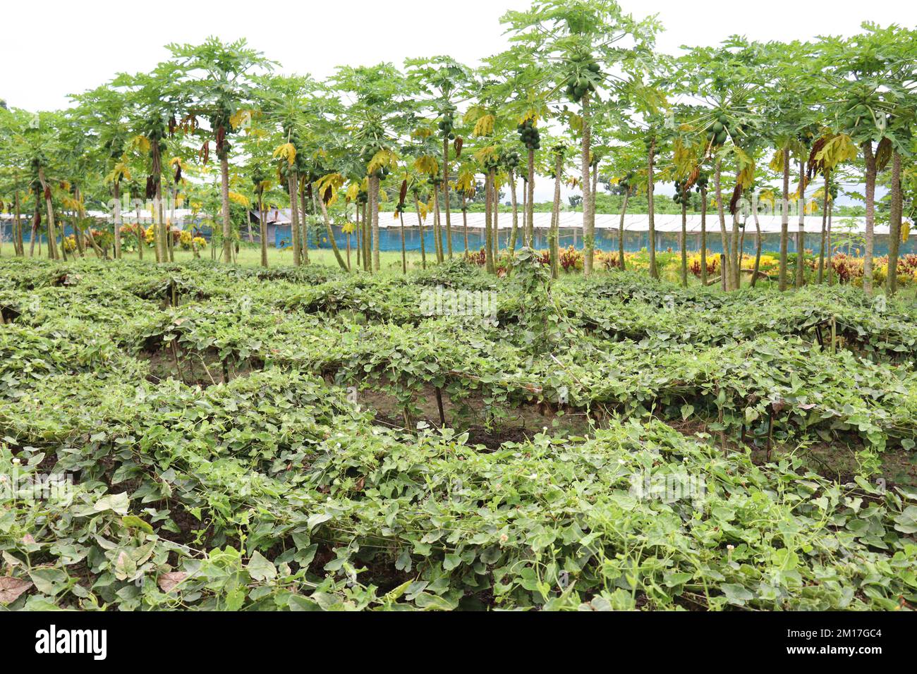 Pointed gourd bunch hi-res stock photography and images - Alamy
