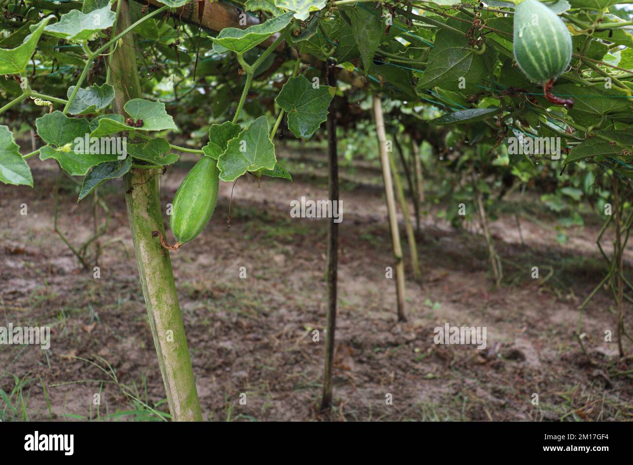 Pointed gourd bunch hi-res stock photography and images - Alamy