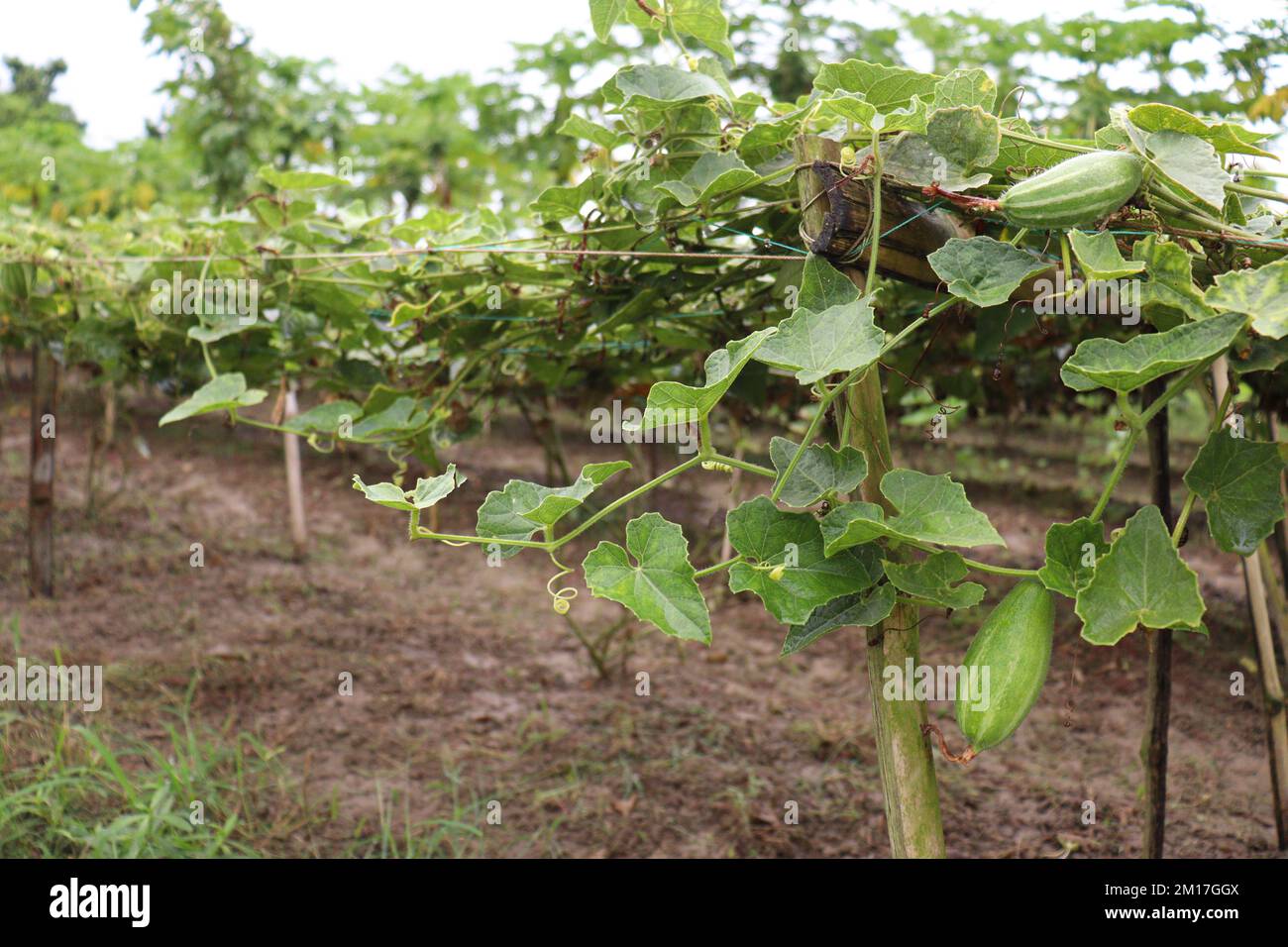Pointed gourd bunch hi-res stock photography and images - Alamy