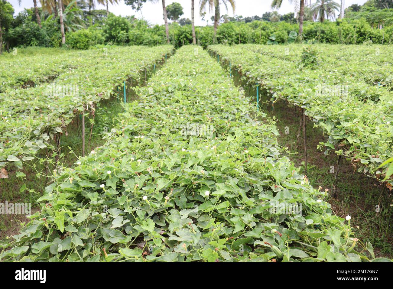 Pointed gourd bunch hi-res stock photography and images - Alamy