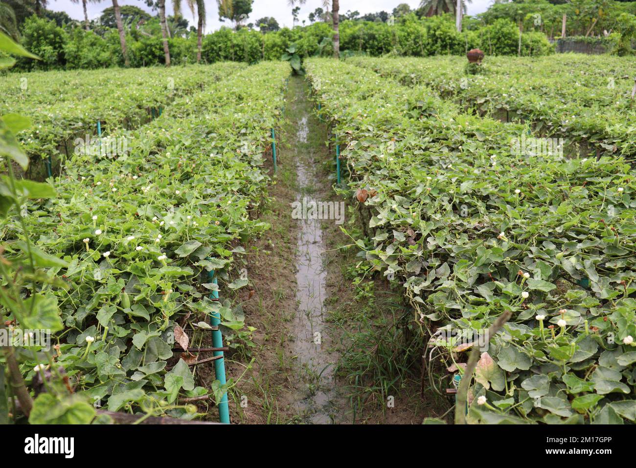 Pointed gourd bunch hi-res stock photography and images - Alamy