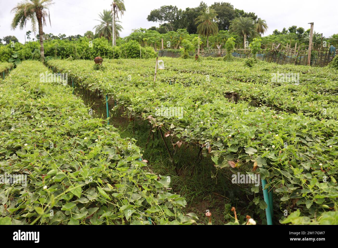 Pointed gourd field hi-res stock photography and images - Alamy